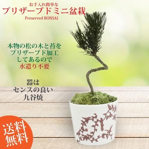 父の日のギフトにぴったりなプリザーブド盆栽♪盆栽を置きたいけど、手入れが面倒。そんなときは枯れない盆栽！すぐに枯らしてしまう方、ちょっとしたインテリアとして欲しい方や、大切な方へのお祝いににいかがですか？黒松と、苔はプリザーブド加工されてい...