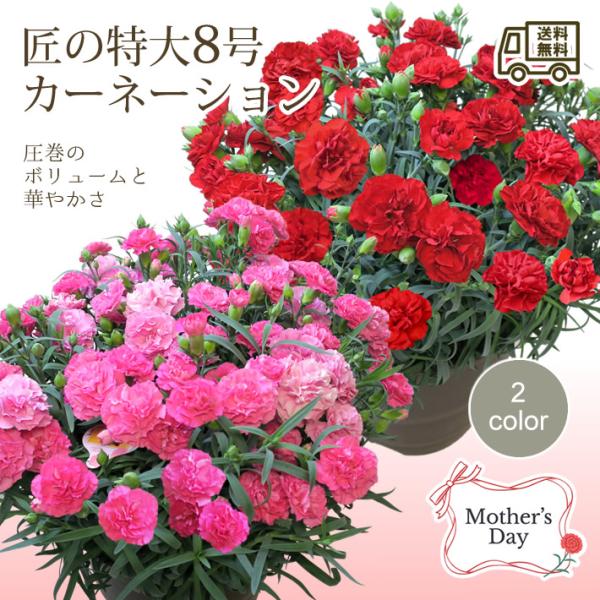 母の日 花 ギフト  プレゼント 鉢  2026 匠の特大8号カーネーション 保証書付き 品質保証 豪華定番 赤系 ピンク系 カーネーション 鉢植え 8号 ボリューム 生花 花 花鉢 鉢花  プレゼント お母さん ママ 赤 ピンク /MGP