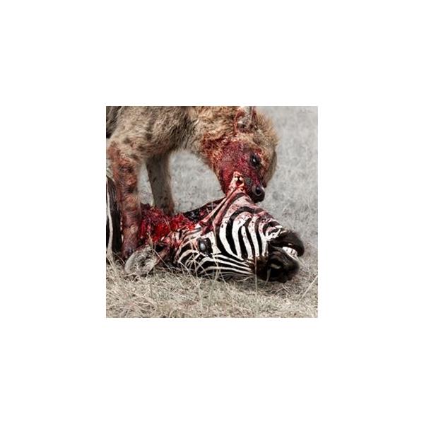 【発売日：2022年09月16日】種別:LP 【輸入盤】 洋楽その他 発売日:2022/09/16 登録日:2022/09/15 ゴッド・イズ・ウォー プリデイション・パーフェクテッド 内容:1. I Admire You...2. Pre...