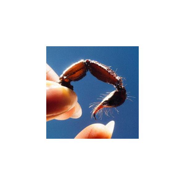 【発売日：2025年02月07日】種別:CD 洋楽ロック 発売日:2025/02/07 販売元:BEATINK 登録日:2024/11/14 スクイッド スクイッド カワーズ 特典:歌詞対訳付／解説書付 内容:Phenomenal Worl...