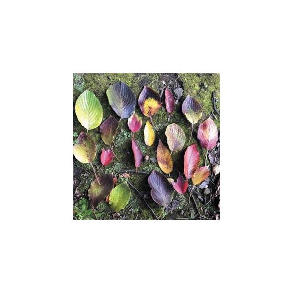 【発売日：2025年10月15日】種別:CD ジャズ・フュージョン国内ジャズ ※こちらの商品はインディーズ盤にて流通量が少なく、手配できない場合がございます 発売日:2025/10/15 販売元:ブリッジ 登録日:2025/08/28 近藤...