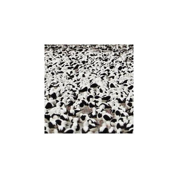 【発売日：2022年08月26日】種別:CD 洋楽ポップス ※こちらの商品はインディーズ盤にて流通量が少なく、手配できない場合がございます 発売日:2022/08/26 販売元:ウルトラ・ヴァイヴ 登録日:2022/06/27 ステラ・ドネ...