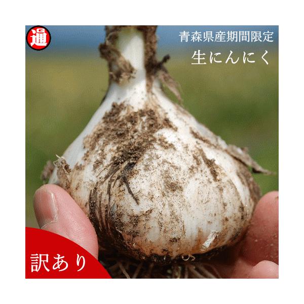 【グルメ通りでは青森県つがる市でにんにくを栽培しております】青森県津軽地方の岩木山から流れる、栄養豊富な岩木川の恩恵を受けた津軽にんにく■内容　　　　：生にんにく（訳あり） 1kg 約12〜23玉■サイズ　　　：Mサイズ■品種　　　　：白玉...