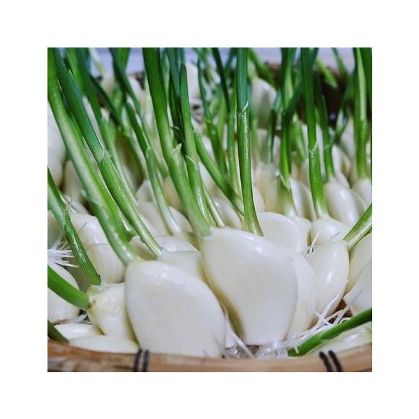 鹿児島県霧島市産の”においが残りにくく栄養価の高い”「スプラウトにんにく」です。水耕栽培で栽培期間中 農薬・化学肥料不使用。また一年中栽培できるのも特徴です。私たちが一本一本愛情を込めて栽培した「スプラウトにんにく」を是非一度ご賞味ください...