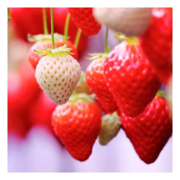 志布志発祥の幻の白いちご泡雪1パックと、紅ほっぺ・恋みのり・さがほのか・よつぼしの赤いちご４種類のなかから、旬の赤いちご１パックを選んでお届け。とれたて苺の味わいをぜひお楽しみください。原材料名志布志産白苺・赤苺内容量白苺１パック（淡雪）・...