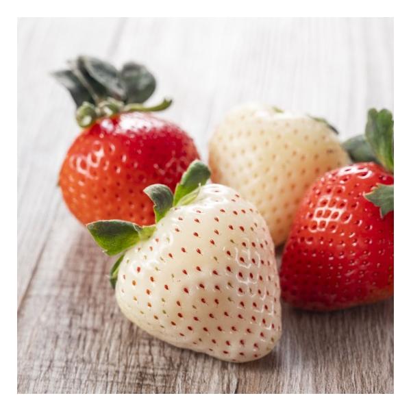 志布志発祥の幻の白いちご泡雪1パックと、紅ほっぺ・恋みのり・さがほのか・よつぼしの赤いちご４種類のなかから、旬の赤いちご3パックを選んでお届け。食べ比べができる贅沢なセットです。とれたて苺の味わいをぜひお楽しみください。原材料名志布志産白苺...