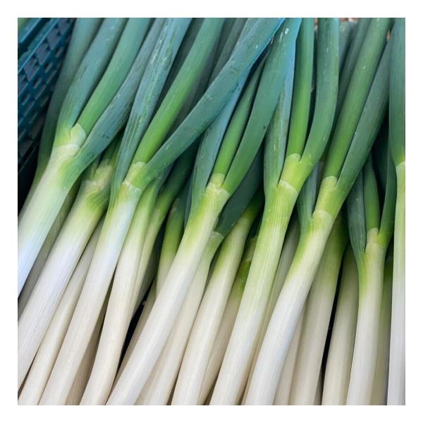 「志」あふれる街　鹿児島県志布志市にて地元産の有機質肥料やネギの好むミネラル資材をふんだんに使って「とろ甘白ねぎ」を栽培いたしております。《商品のこだわり》えぐみが少なく加熱すると大変甘いです。老舗しゃぶしゃぶ店様や有名外資系ホテルでもご使...