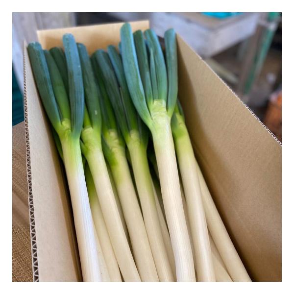 「志」あふれる街　鹿児島県志布志市にて地元産の有機質肥料やネギの好むミネラル資材をふんだんに使って「とろ甘白ねぎ」を栽培いたしております。《商品のこだわり》えぐみが少なく加熱すると大変甘いです。老舗しゃぶしゃぶ店様や有名外資系ホテルでもご使...