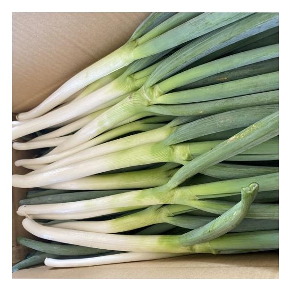 「志」あふれる街　鹿児島県志布志市にて地元産の有機質肥料やネギの好むミネラル資材をふんだんに使って「とろ甘白ねぎ」を栽培いたしております。《商品のこだわり》老舗しゃぶしゃぶ店様や有名外資系ホテルでもご使用頂いております。えぐみが少なく加熱す...