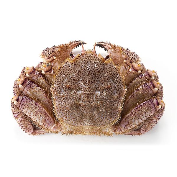 【内容(量)】活毛ガニ1杯（800gサイズ）【原材料(産地)】毛ガニ（北海道）【賞味期限】冷蔵保存で2日間【注意点】季節の温度差などにより配送中に死んでしまうことがあります。すぐに料理すれば品質に問題はありません。死着は保証・返金の対象外と...