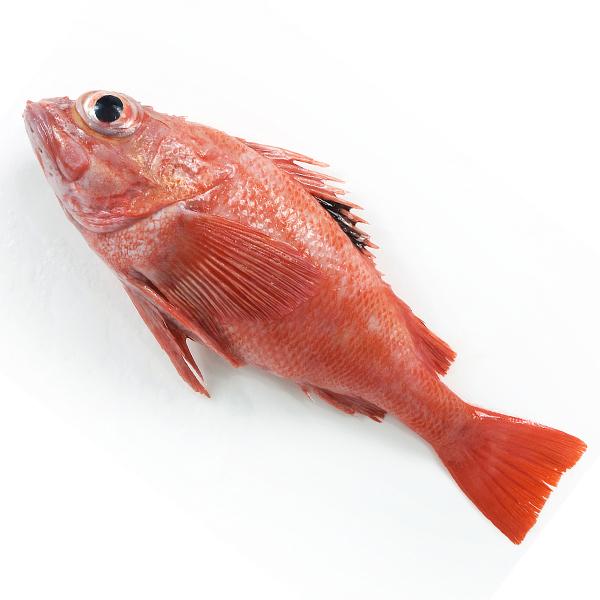 【内容(量)】キンキ（キチジ）1尾【原材料(産地)】キンキ（北海道他）【賞味期限】冷蔵保存で2日間