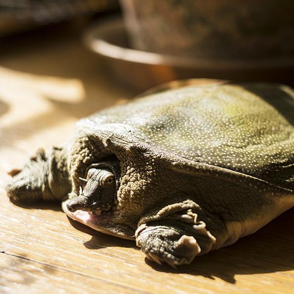 【内容(量)】すっぽんメス1匹（0.8-1kg）【原材料(産地)】すっぽん（静岡、大分、長崎他）【賞味期限】冷蔵保存で2-3日【注意点】季節の温度差などにより配送中に死んでしまうことがあります。すぐに料理すれば品質に問題はありません。死着は...