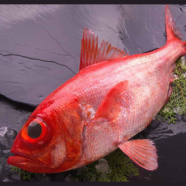 【内容(量)】天然 地金目鯛 1尾(1-1.3kgサイズ)【原材料(産地)】キンメダイ（国産）【賞味期限】冷蔵保存で2-3日【注意点】（注1）魚の下処理をご希望の場合は、ご注文時に「その他お問い合せ」欄に下記の下処理方法を選択の上、ご記入く...