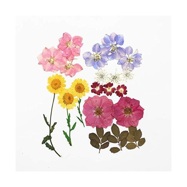「商品情報」様々な色の6種のお花を集めたセットです。 型紙、乾燥剤入りなので長期保存に優れています。 １つずつのお花の大きさが直径約2~3cmほどです。 オリジナルのスマホケースや名刺いれの作成。ワックスバー、サシェやアクセサリー作りの材料...