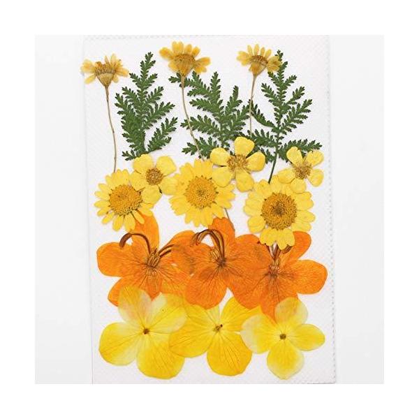 「商品情報」イエロー＆オレンジ系の５種類のお花を集めたセットです。 型紙、乾燥剤入りなので長期保存に優れています。 １つずつのお花の大きさが直径約2~3cmほどです。 オリジナルのスマホケースや名刺いれの作成。ワックスバー、サシェやアクセサ...