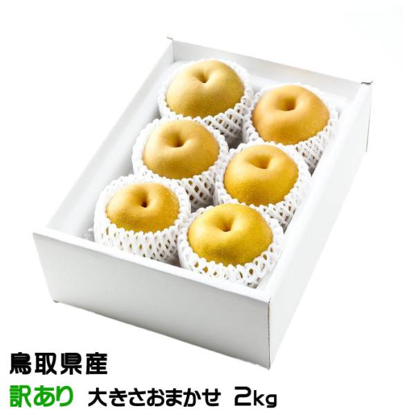 鳥取の梨「甘泉」シリーズ　”秋甘泉”　2009年に品種登録されたばかりの新しい梨の品種です。酸味や渋味はほとんどなく早生梨の中でも糖度が高く、食味、味のバランスとも優れた梨です。収穫期間がとても短いため、お早めにお試しください。※画像はイメ...