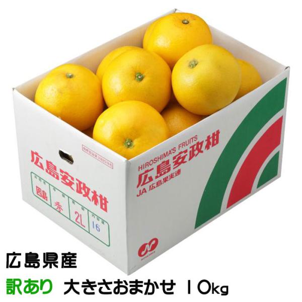 【発売日：2021年03月15日】安政柑は晩白柚に次いで大きな柑橘で、中には1kgを超える重さの果実もあります。色・形から酸っぱくて大味な印象を受けますが、甘味酸味共に穏やかで、シャクシャクした食感が楽しめます。果物が一番美味しく育つ特等席...