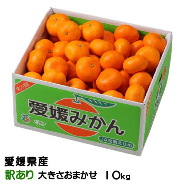 柑橘王国と言われる愛媛県産の温州みかん。温州みかんは、成熟する時期によって極早生・早生・中生・普通・晩生と分類されます。時期ごとに最もおいしい品種の温州みかんを「愛媛みかん」として出荷しています。果物が一番美味しく育つ特等席は、木の上部の外...