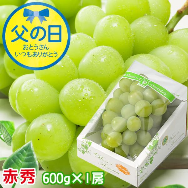 マスカットオブアレキサンドリアは岡山を代表する葡萄の品種です。粒がエメラルドグリーンに琥珀色がかったような黄緑色になった頃が食べ頃。食べる前に30分程冷やして食べるとおいしく食べられます。パリッとした食感をお楽しみください。ご家庭用にはもち...