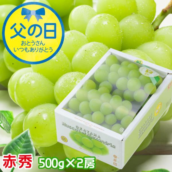 マスカットオブアレキサンドリアは岡山を代表する葡萄の品種です。粒がエメラルドグリーンに琥珀色がかったような黄緑色になった頃が食べ頃。食べる前に30分程冷やして食べるとおいしく食べられます。　皮を剥かずにそのままお召し上がりになられますと、パ...