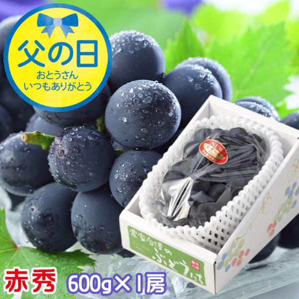 ニューピオーネは岡山生まれの種なし葡萄です。食べ応え抜群の大粒、芳醇で溢れるほどの甘い果汁と16度を超える高い糖度、それを引き立てるわずかな酸味との絶妙なバランス。しかも種無しで皮離れが良いので食べやすい大人気の品種です。ご家庭用にはもちろ...
