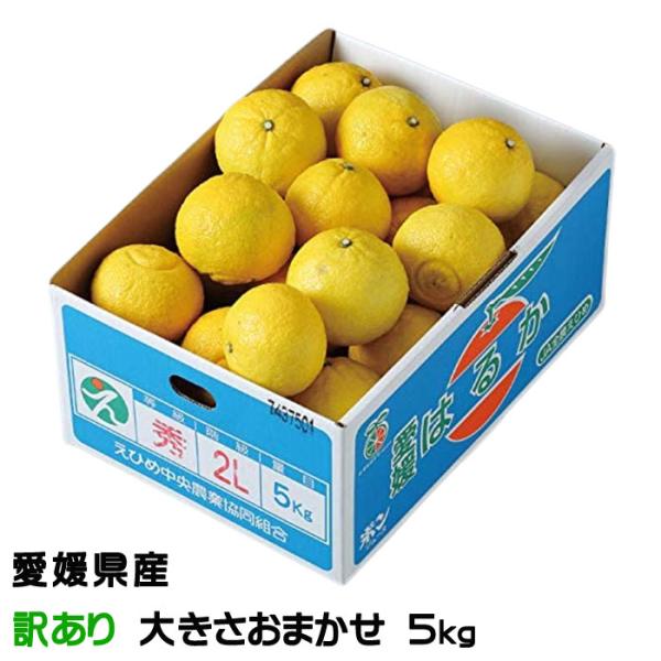 はるかは日向夏（ひゅうがなつ）の種から偶然生まれた、平成生まれの新品種です。はるかは酸っぱそうな見た目に反して、酸味はほとんどない為、砂糖がかかったような爽やかで優しい甘さを感じていただけます。クラッシュゼリーのようなぷるっとした食感をお楽...