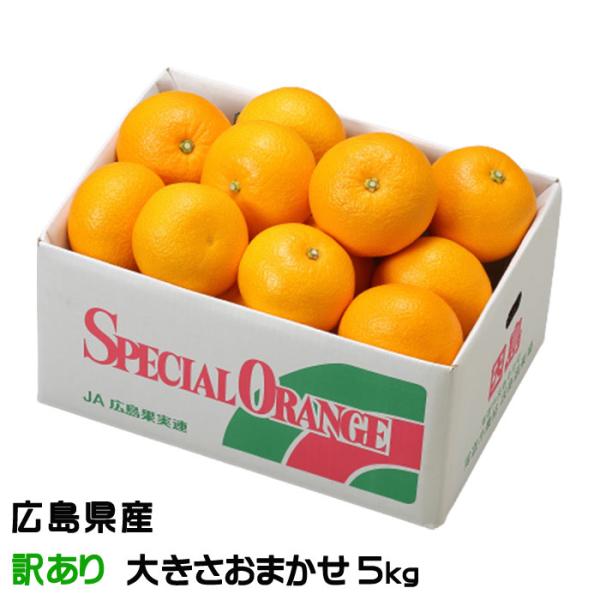 はっさくは上品な甘さと食感で今なお支持者が多い柑橘です。果汁は柑橘類の中ではやや少なめで、プリプリとした歯ごたえのある食感を楽しめます。香りがよく、甘さと酸味が調和した爽やかな風味です。果物が一番美味しく育つ特等席は、木の上部の外側の枝先に...