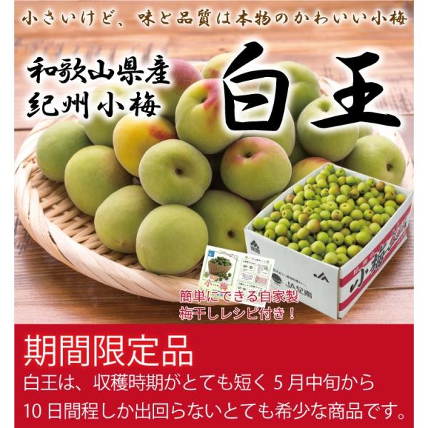 本場、紀州和歌山の高品質な「紀州小梅」（白王）をお届けします。紀州小梅(白王）は他の産地の小梅と比べて大玉で果肉はとても柔らかいので、梅干し作りに最適です。「調理用レシピ」も同封いたておりますので初めての方も安心してご利用いただけます。※画...