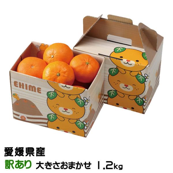 甘平は今までの柑橘にはないシャキシャキとした独特の食感が特徴です。中の袋はみかんよりも薄く、種も殆どないので房ごと食べられます。ジューシーな果肉はプチプチ弾ける食感で、食べ応え満点です。果物が一番美味しく育つ特等席は、木の上部の外側の枝先に...