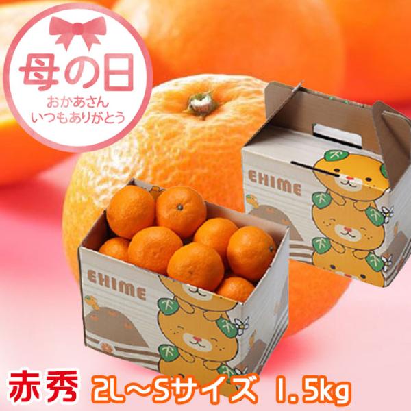 カラマンダリンはいろいろな柑橘の中で、最も樹になっている期間が長いため果汁がとても濃厚で、しかもジューシーです。濃厚な甘味とそれを支えるしっかりとした酸が感じられ、コクのある味わいをもつ柑橘です。こちらの商品は光センサーで糖度１３度以上を厳...