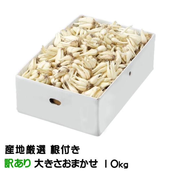 産地厳選の根付きらっきょうです。実の引き締まった繊維の細いらっきょうは、軽快なシャキシャキ食感を楽しむことができます。※画像はイメージです。※天候等により出荷時期が前後する場合がございます。※ご家庭用の訳あり品です。キズ等で見た目が悪い果実...