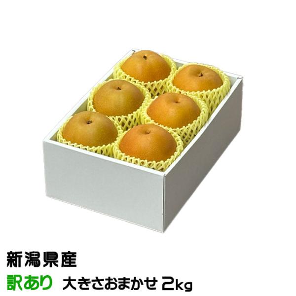 濃厚な甘さと爽やかな酸味。お月様のように麗しく、甘みと酸味の微妙なバランスが楽しめます。サクッとした歯触りで誰からも愛される端麗な美味です。※画像はイメージです。※天候等により出荷時期が前後する場合がございます。※ご家庭用の訳あり品です。キ...