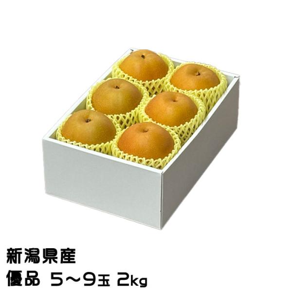 甘さを極めた王者の風格。スイーツのような強い甘み、そしてさくっとした力強い食感。王の名にふさわしい新しい美味を味わうことができます。※画像はイメージです。※天候等により出荷時期が前後する場合がございます。果物 フルーツ 旬 ギフト 贈り物 ...