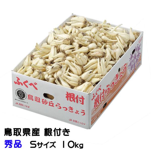 鳥取県福部で栽培される砂丘らっきょうは、GI(地理的表示)に登録され、保護されているブランドらっきょうです。砂丘らっきょうは、夏場は地表面温度60度、冬場は氷点下という過酷な環境で育ち、色白で硬く引き締まったらっきょうに育ちます。実の引き締...