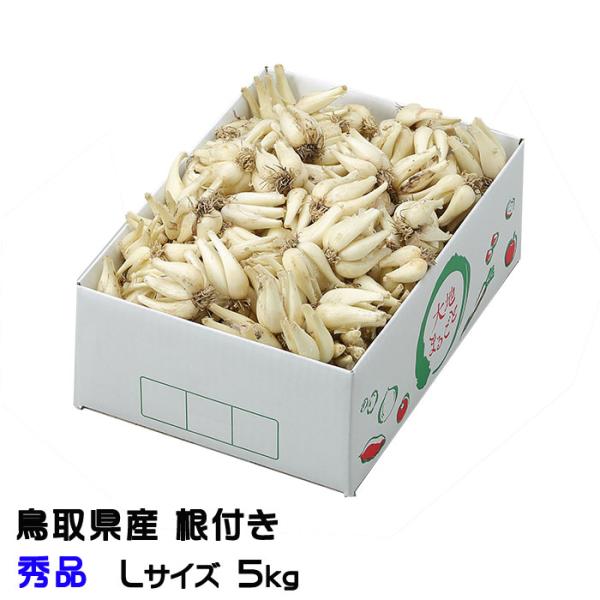 鳥取県福部で栽培される砂丘らっきょうは、GI(地理的表示)に登録され、保護されているブランドらっきょうです。砂丘らっきょうは、夏場は地表面温度60度、冬場は氷点下という過酷な環境で育ち、色白で硬く引き締まったらっきょうに育ちます。実の引き締...