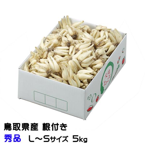 鳥取県福部で栽培される砂丘らっきょうは、GI(地理的表示)に登録され、保護されているブランドらっきょうです。砂丘らっきょうは、夏場は地表面温度60度、冬場は氷点下という過酷な環境で育ち、色白で硬く引き締まったらっきょうに育ちます。実の引き締...