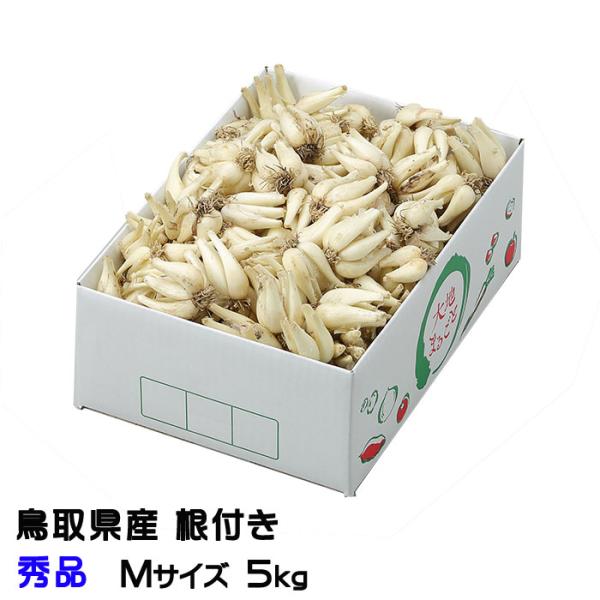 鳥取県福部で栽培される砂丘らっきょうは、GI(地理的表示)に登録され、保護されているブランドらっきょうです。砂丘らっきょうは、夏場は地表面温度60度、冬場は氷点下という過酷な環境で育ち、色白で硬く引き締まったらっきょうに育ちます。実の引き締...