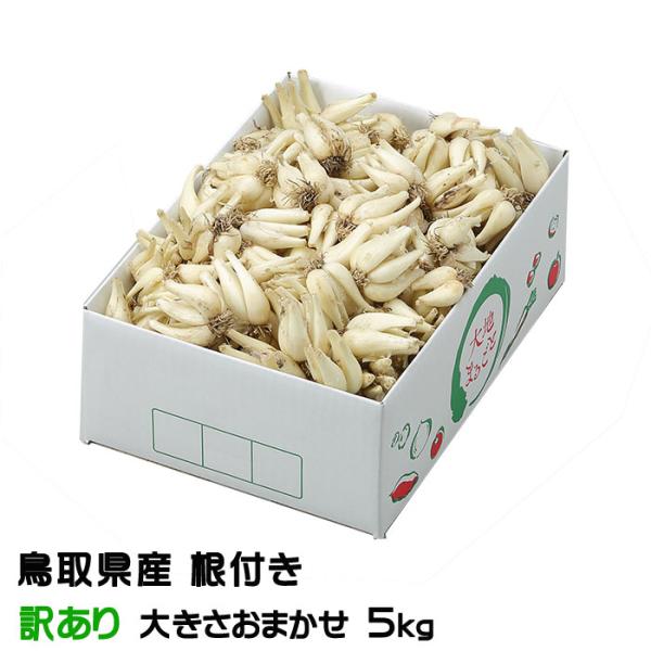 鳥取県福部で栽培される砂丘らっきょうは、GI(地理的表示)に登録され、保護されているブランドらっきょうです。砂丘らっきょうは、夏場は地表面温度60度、冬場は氷点下という過酷な環境で育ち、色白で硬く引き締まったらっきょうに育ちます。実の引き締...