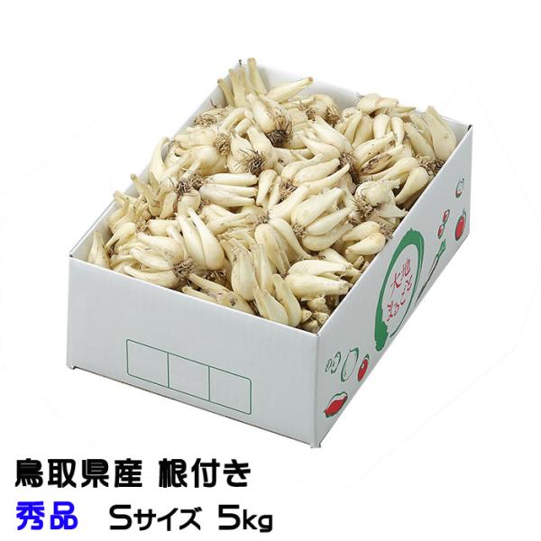 鳥取県福部で栽培される砂丘らっきょうは、GI(地理的表示)に登録され、保護されているブランドらっきょうです。砂丘らっきょうは、夏場は地表面温度60度、冬場は氷点下という過酷な環境で育ち、色白で硬く引き締まったらっきょうに育ちます。実の引き締...