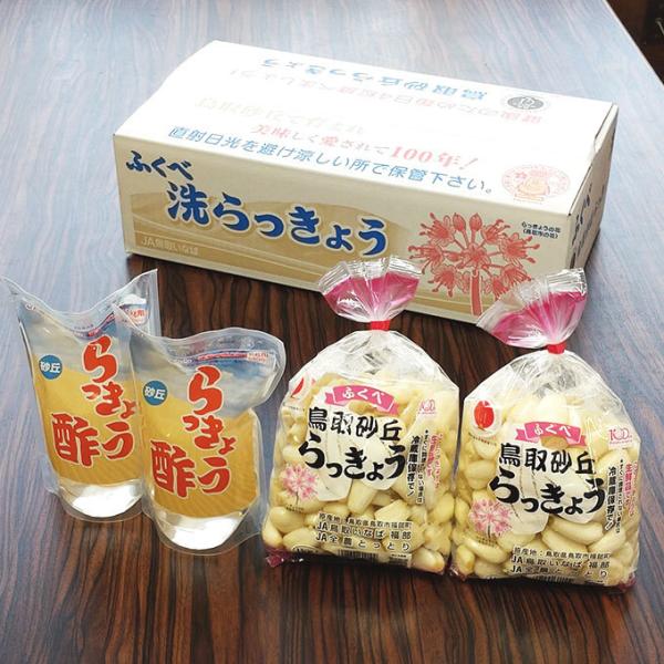 鳥取県福部で栽培される砂丘らっきょうは、GI(地理的表示)に登録され、保護されているブランドらっきょうです。砂丘らっきょうは、夏場は地表面温度60度、冬場は氷点下という過酷な環境で育ち、色白で硬く引き締まったらっきょうに育ちます。実の引き締...