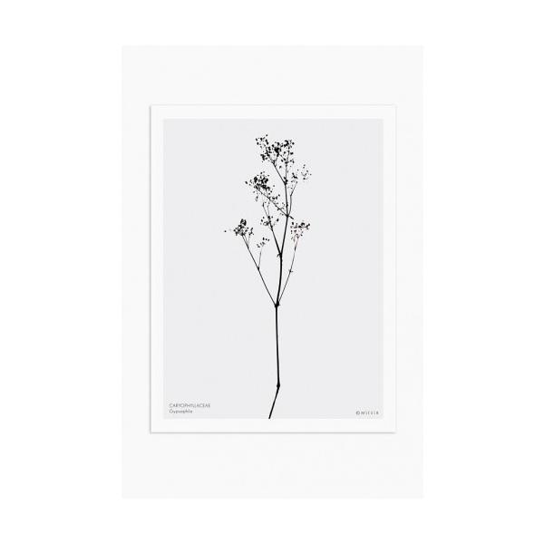 イスラエルのブランド、Micushによるボタニカル・アート！ イスラエルの都市、Tel AvivをベースにMichal Markoを中心としたライフスタイル・ブランド、Micushによるアートプリントが入荷しました。鉢植えに観葉植物や木々を...