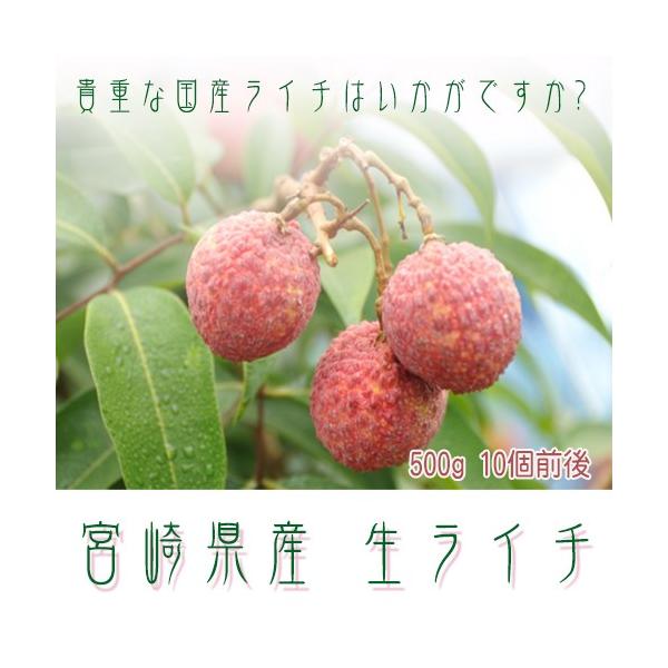 ★500ｇ入になります！★『生ライチ』摘みたてのライチになります。冷凍もの、はやどりの輸入物にはない！味わい!!国産の生ライチをご賞味ください♪比べ物にならない美味しさですよ!!★新鮮な甘い香りにやわらかい甘みと酸味があってバランスの良い濃...