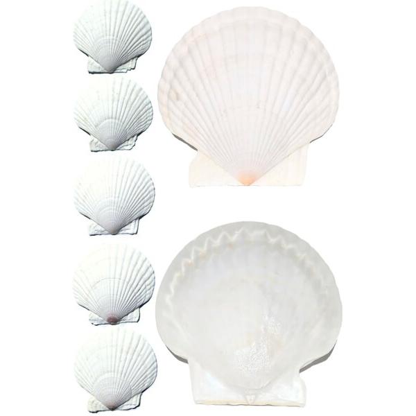 ホタテ貝殻北海道産 貝殻 大 デコパージュ ハンドメイド ホーム装飾 絵画 かなとら商品コード：55080855029型番：htk1213-10?北海道産のホタテ貝殻10枚セットです。?縦:約11〜12cm、横:約12〜13cm。大きさが揃...