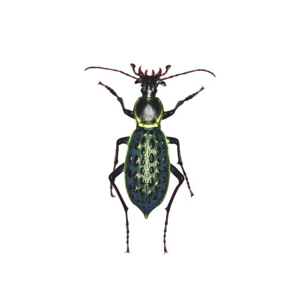 涅槃 テイオウカブリモドキ フィギュア Carabus augustus 甲虫目 冷蔵庫貼り 磁気飾り物 マグネット リアル 成虫 図鑑 昆虫 甲虫 樹脂 大人安心 プラモ おもちゃ 模型 完成品 (グリーン-オス)商品コード：550809...