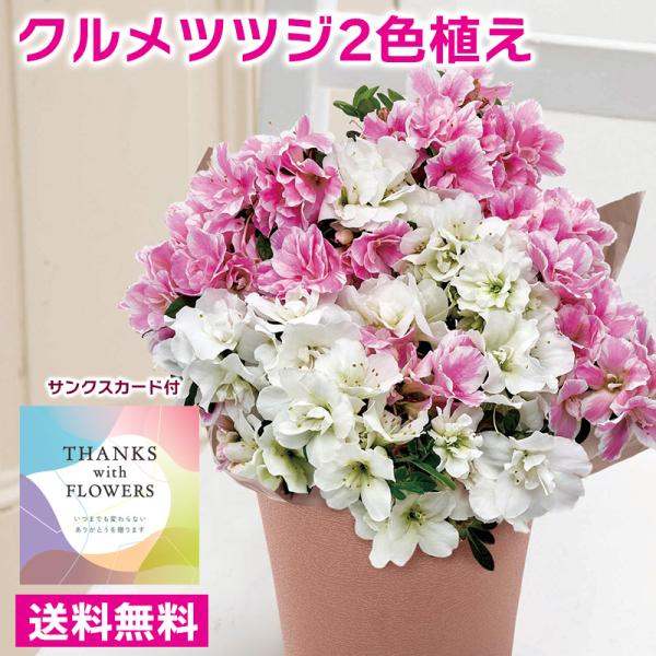 <商品説明>商品名:クルメツツジ2色植え商品の特徴:花付きよくコンパクトな花姿になるように品種改良したクルメツツジで、育つと紅白の色味が美しく、花姿もかわいらしく印象的。どんな場所も華やかにしてくれそうです。内容量:クルメツツジ...