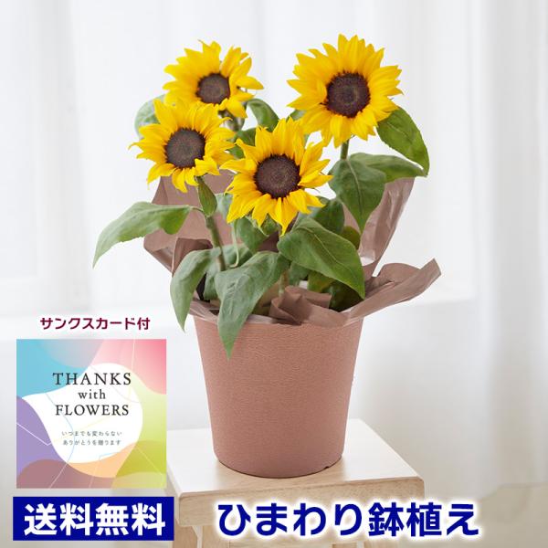 <商品説明>商品名:ひまわり鉢植え商品の特徴:見ているだけで元気が出てくるひまわりの花。夏の間、お庭やベランダで元気に咲く姿は、お父さんだけでなく周りの人を明るくしてくれることでしょう。内容量:ひまわり（5号）、鉢カバー（樹脂製...