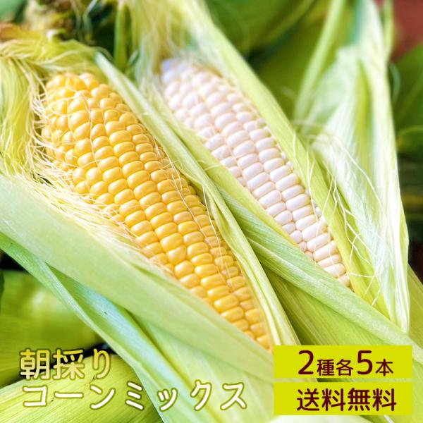 6月5日以降順次発送致します。<商品説明>名称:イエローコーン/ホワイトコーン商品名:朝採りコーンミックス　10本入り原材料名:とうもろこし（福岡県） 内容量:ホワイトコーン５本/イエローコーン５本保存方法:要冷蔵4度以下 賞味...