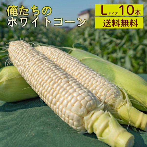 6月5日以降順次発送致します。<商品説明>名称:ホワイトコーン商品名:俺たちのホワイトコーン　L10本入り原材料名:とうもろこし（福岡県） 内容量:約3ｋｇ（L10本）保存方法:要冷蔵4度以下 賞味期限:生鮮食品ですのでなるべく...