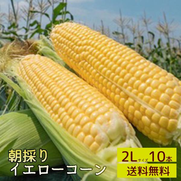 6月5日以降順次発送致します。<商品説明>名称:イエローコーン商品名:朝採りイエローコーン　2L10本入り原材料名:とうもろこし（福岡県） 内容量:約3ｋｇ（2L10本）保存方法:要冷蔵4度以下 賞味期限:生鮮食品ですのでなるべ...