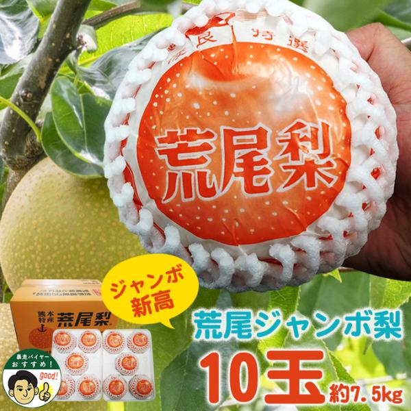 熊本特産　荒尾ジャンボ梨 <商品説明>商品名:梨 原材料名:なし（九州熊本県産） 内容量:10玉　（約7.5kg）保存方法：冷蔵保存賞味期限：青果物ですのでお早めにお召し上がりください